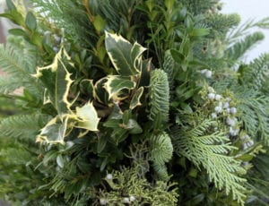 Create A Mixed Greens Tree - Hyannis Country Garden