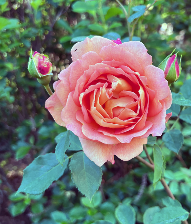 Choosing Roses - Hyannis Country Garden