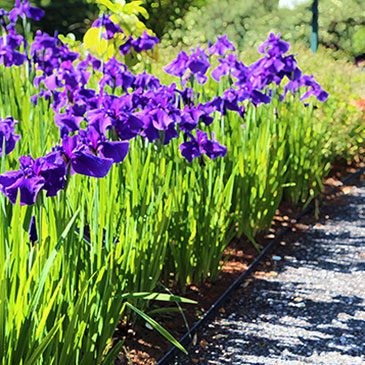 Care of Iris After They Finish Blooming - Hyannis Country Garden