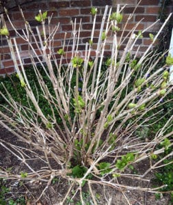 Hydrangea Report - Spring 2014 - Hyannis Country Garden