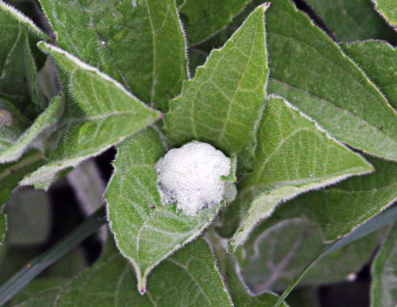 There is SPIT on my Plants! - Hyannis Country Garden