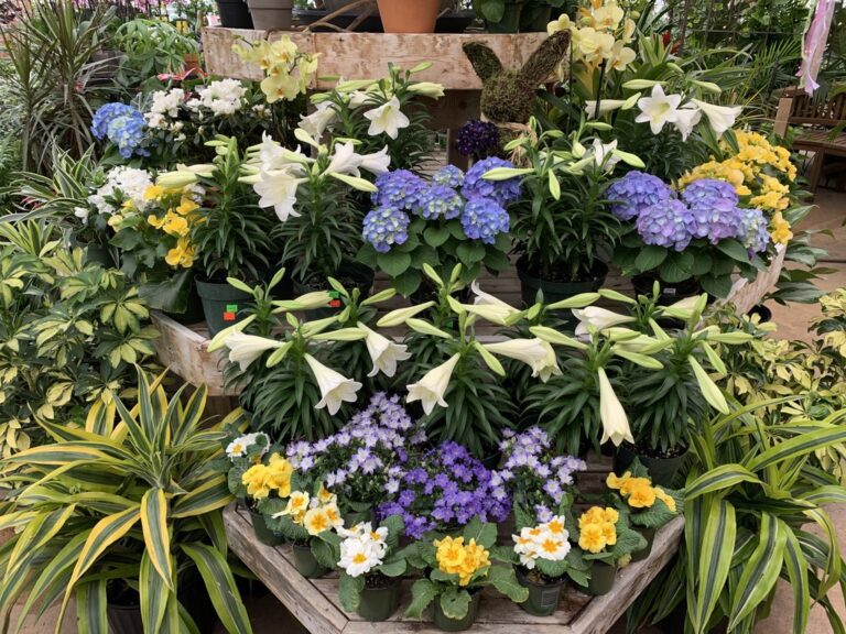 Can I Plant My Easter Plants Outside? - Hyannis Country Garden