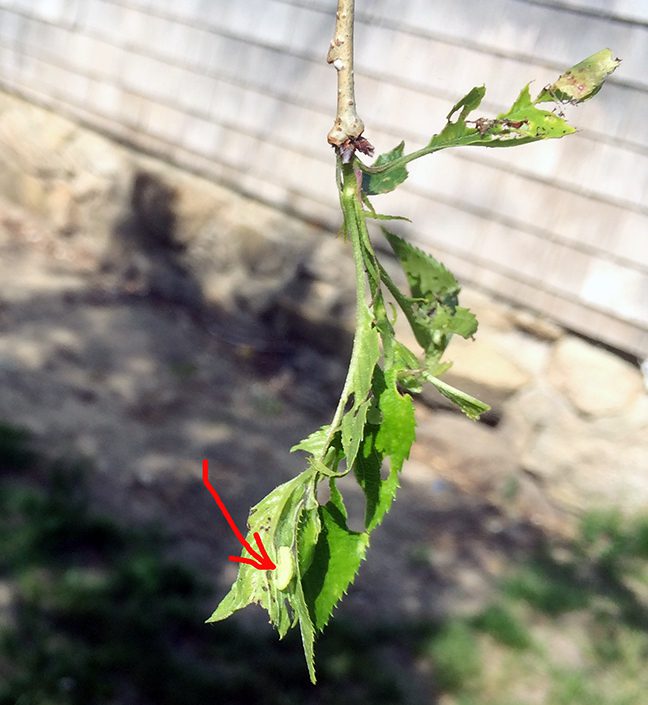 Winter Moth Damage Alert! - Hyannis Country Garden
