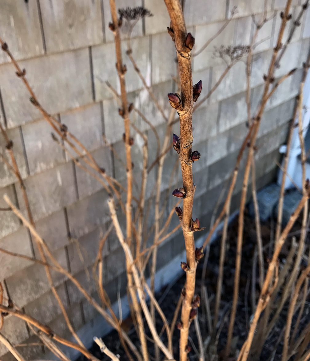 hydrangea_buds_march - Hyannis Country Garden