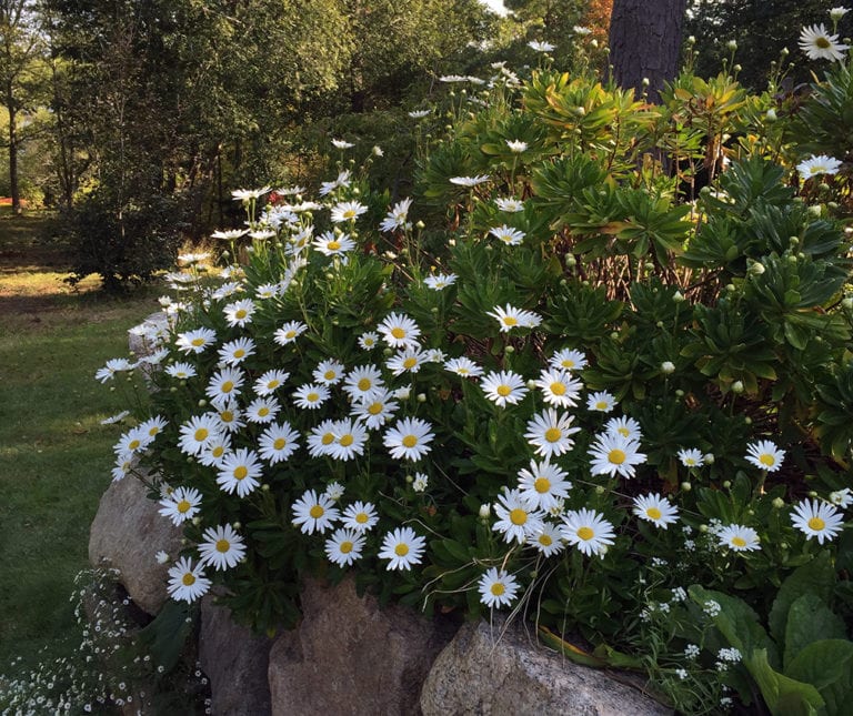 Montauk or Nippon Daisies - Hyannis Country Garden