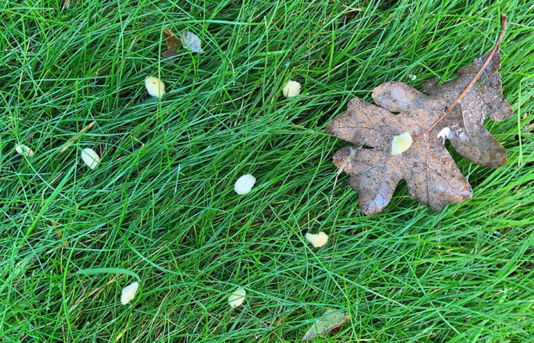 A Good Year for Oak Galls - Hyannis Country Garden