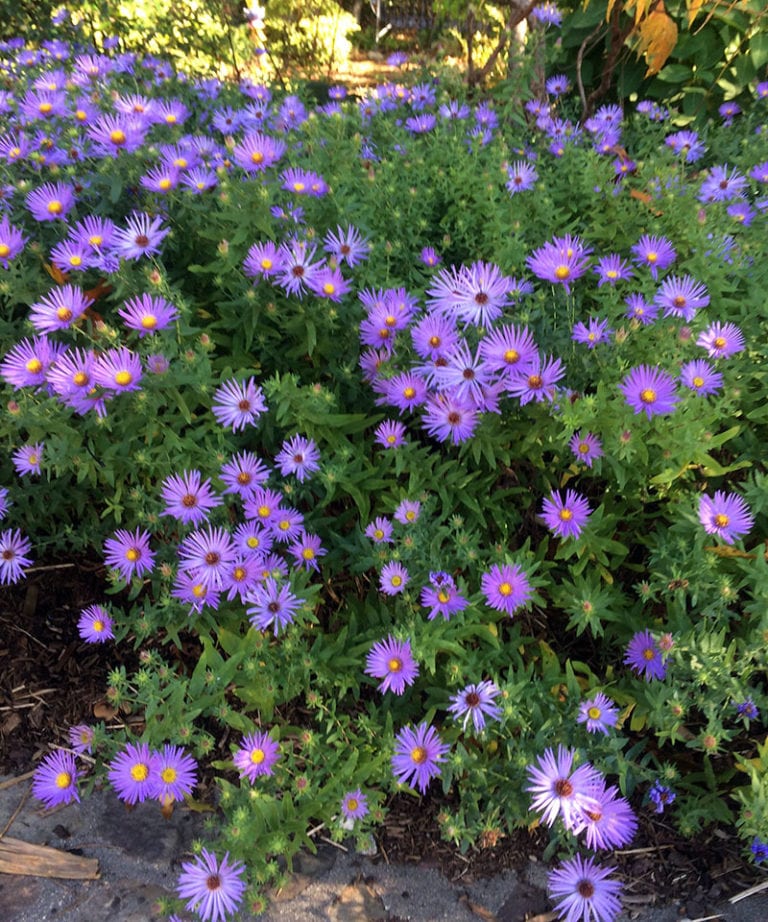 fall-aster - Hyannis Country Garden