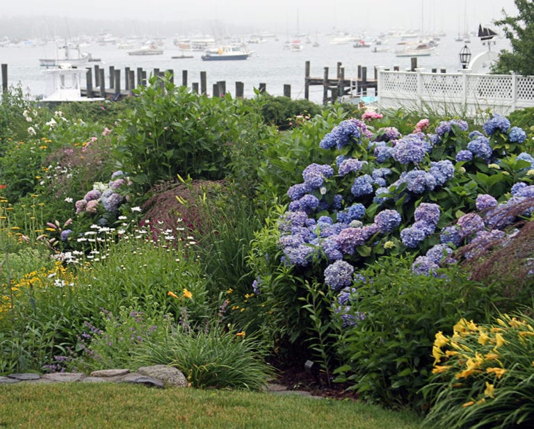 Hydrangea Care in May - Hyannis Country Garden