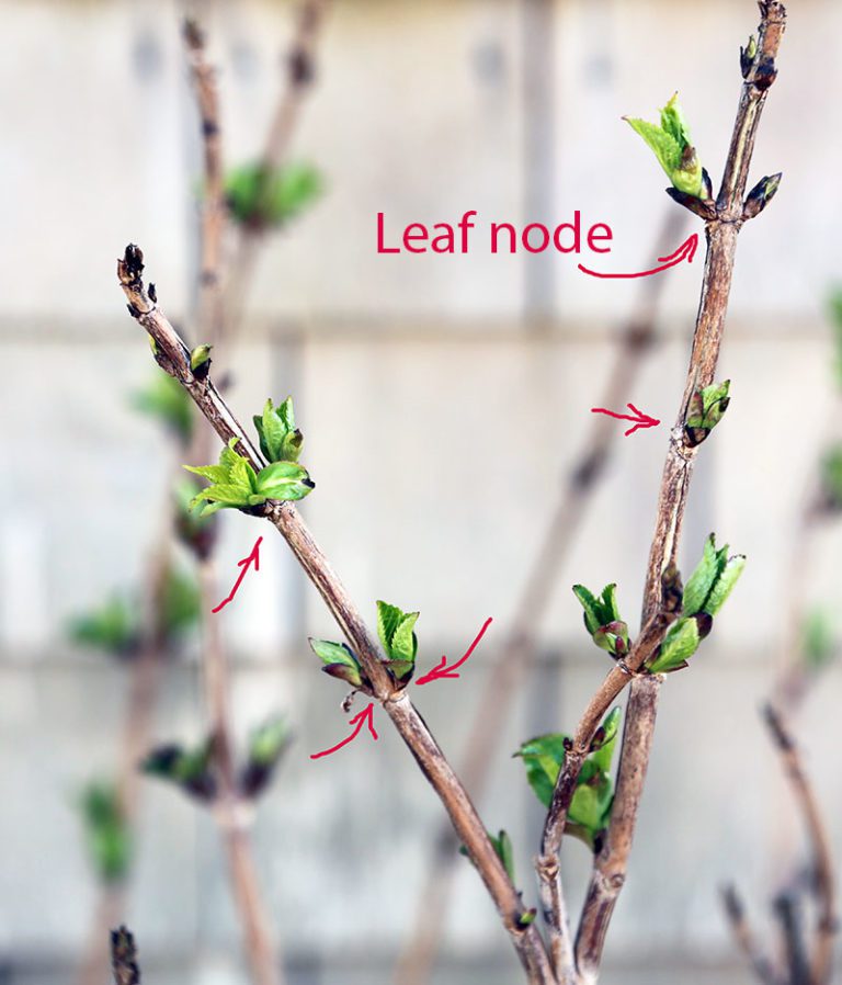 How To Propagate Hydrangeas - Hyannis Country Garden