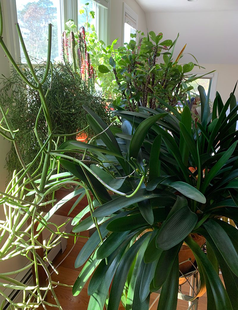 houseplant-grooming - Hyannis Country Garden