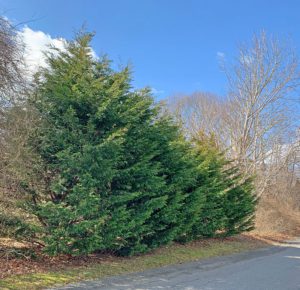 Home - Hyannis Country Garden