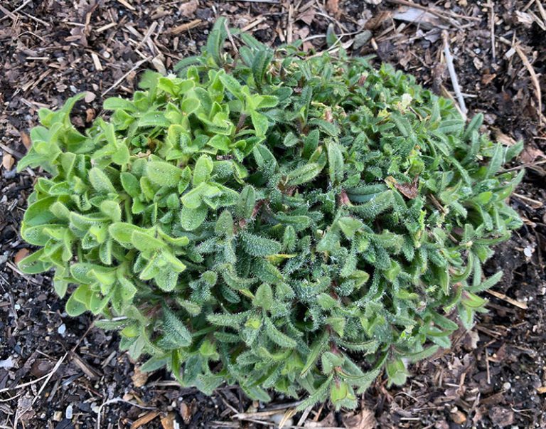 chickweeds - Hyannis Country Garden