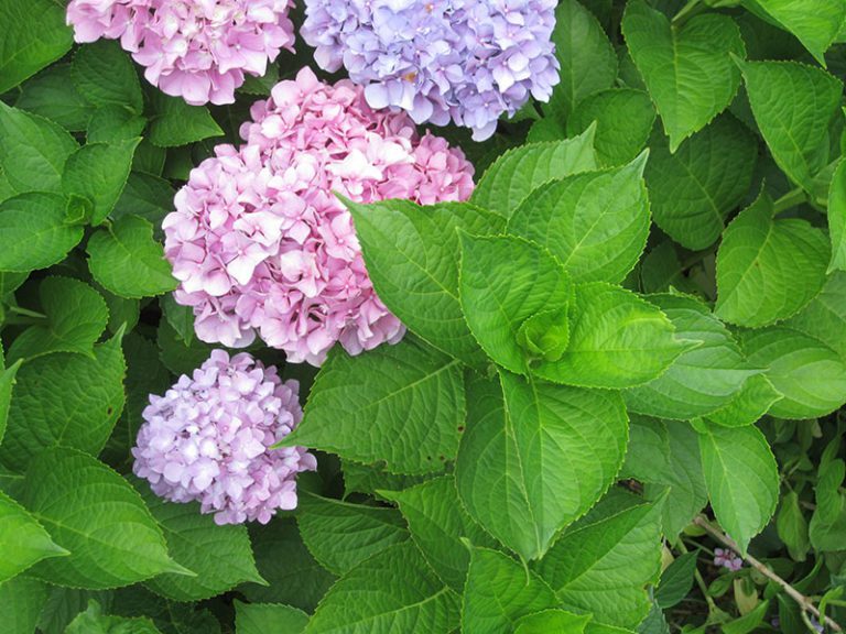 Spring Hydrangea Care - Hyannis Country Garden