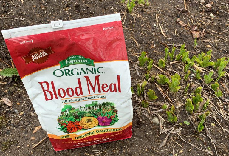 rabbit blood - Hyannis Country Garden