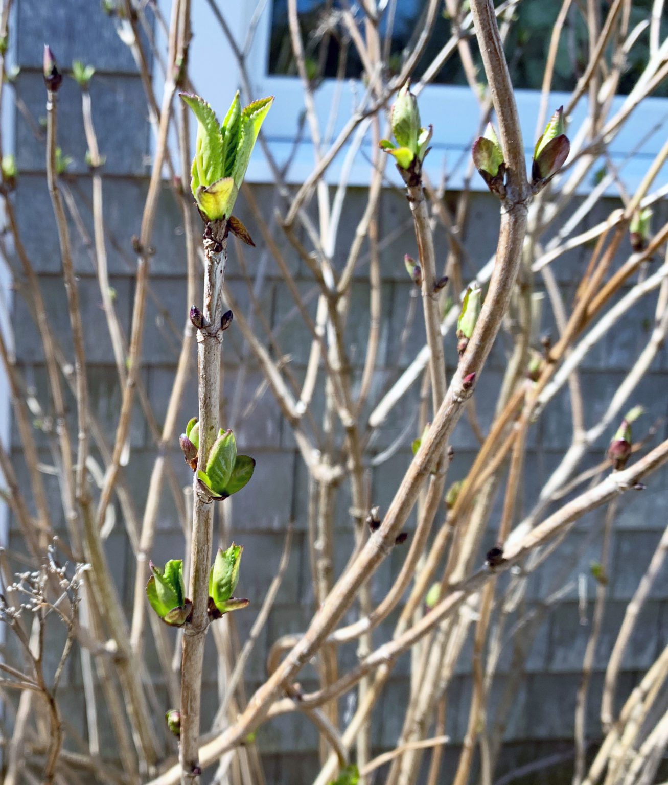 Spring Hydrangea Care - Hyannis Country Garden