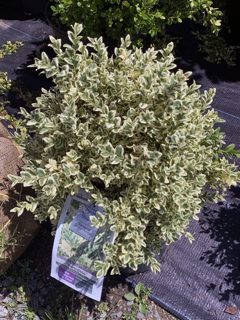 variegated boxwood - Hyannis Country Garden