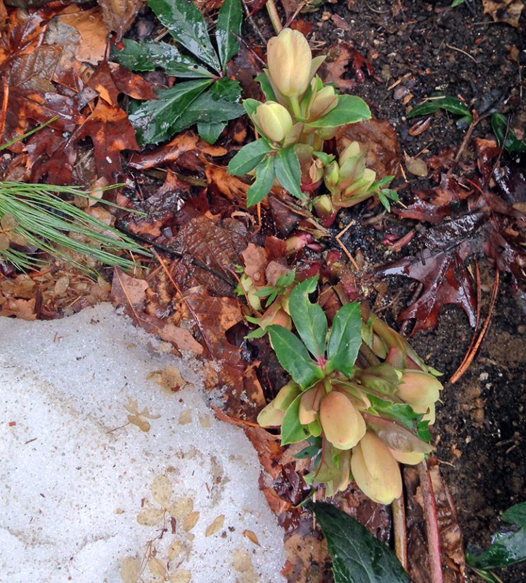 It's Hellebore Season - Hyannis Country Garden A winter-flowering plant!