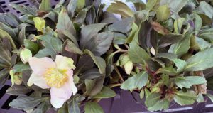 It's Hellebore Season - Hyannis Country Garden A winter-flowering plant!