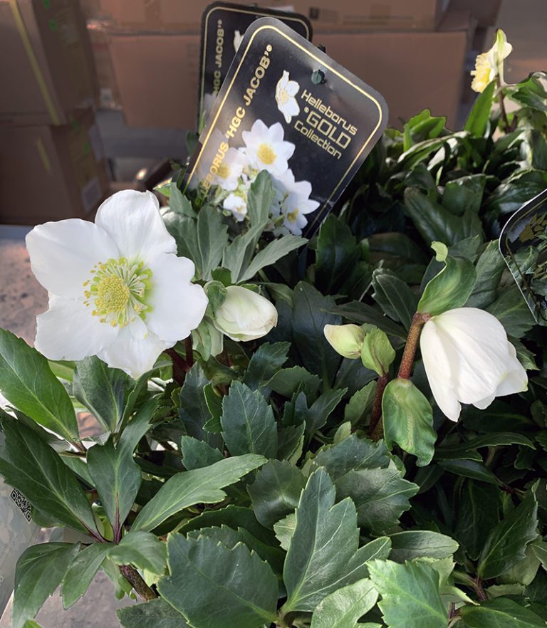 It's Hellebore Season - Hyannis Country Garden A winter-flowering plant!