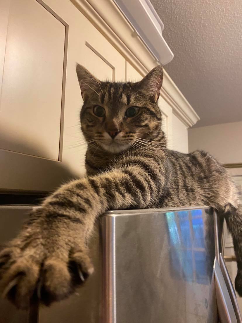 Milo Jocelyn Cat - Hyannis Country Garden