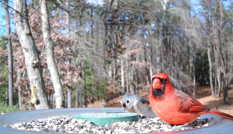 Food and Shelter for Birds - Hyannis Country Garden