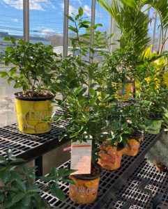 Growing Citrus Indoors - Hyannis Country Garden