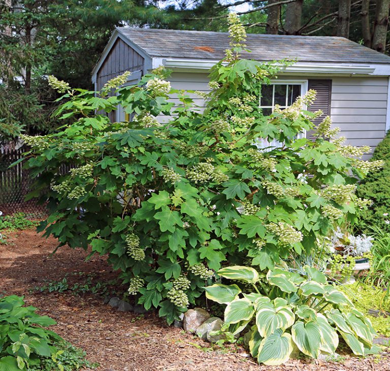 Notable Natives: The Oakleaf Hydrangea - Hyannis Country Garden