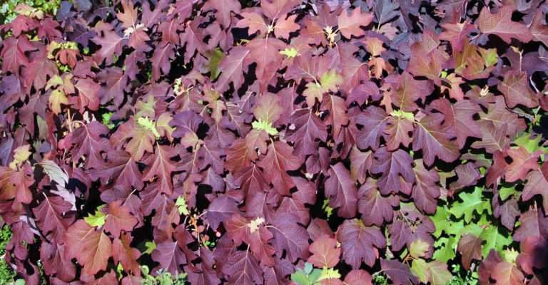 Notable Natives: The Oakleaf Hydrangea - Hyannis Country Garden