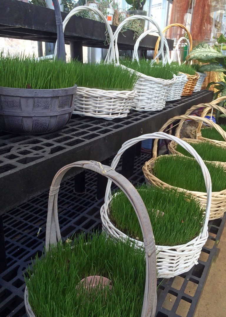 Plant A Living Easter Basket - Hyannis Country Garden