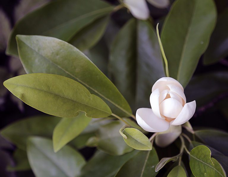 Notable Natives: Sweet Bay Magnolia - Hyannis Country Garden
