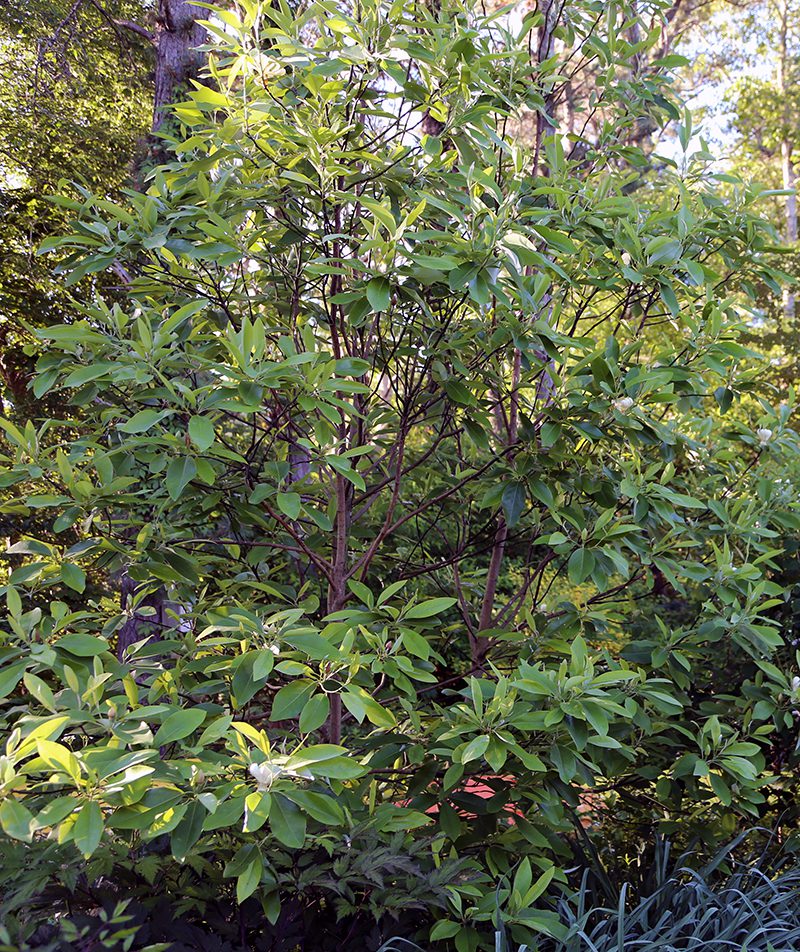 sweetbay tree - Hyannis Country Garden