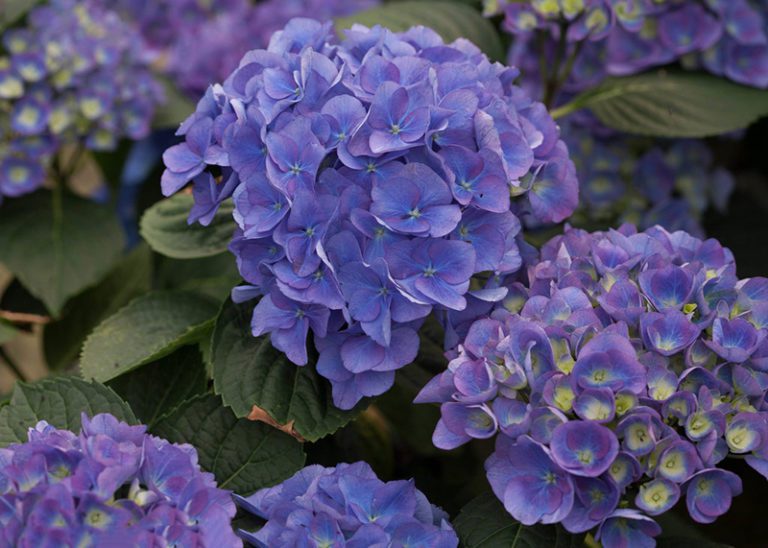 14 Fantastic Shrubs for Foundation Plantings - Hyannis Country Garden