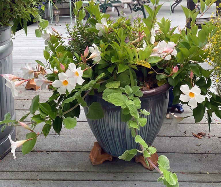 Dipladenia or Mandevilla? - Hyannis Country Garden
