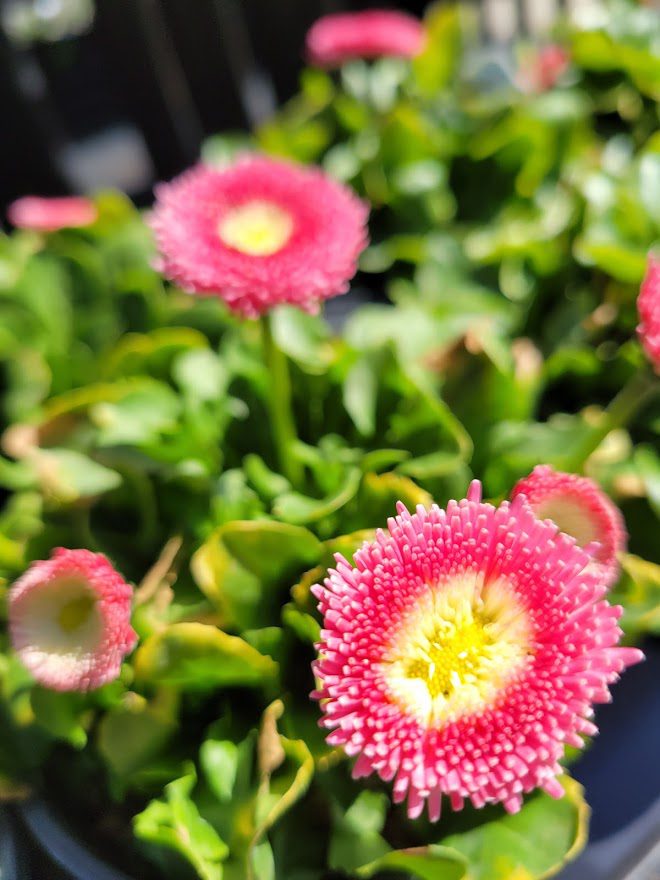 Bellis Bellissima Rose - Hyannis Country Garden