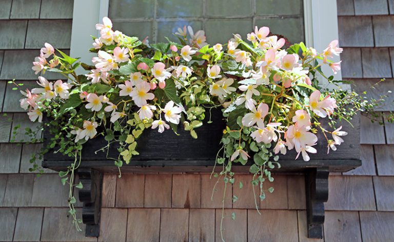 begonias windowbox - Hyannis Country Garden