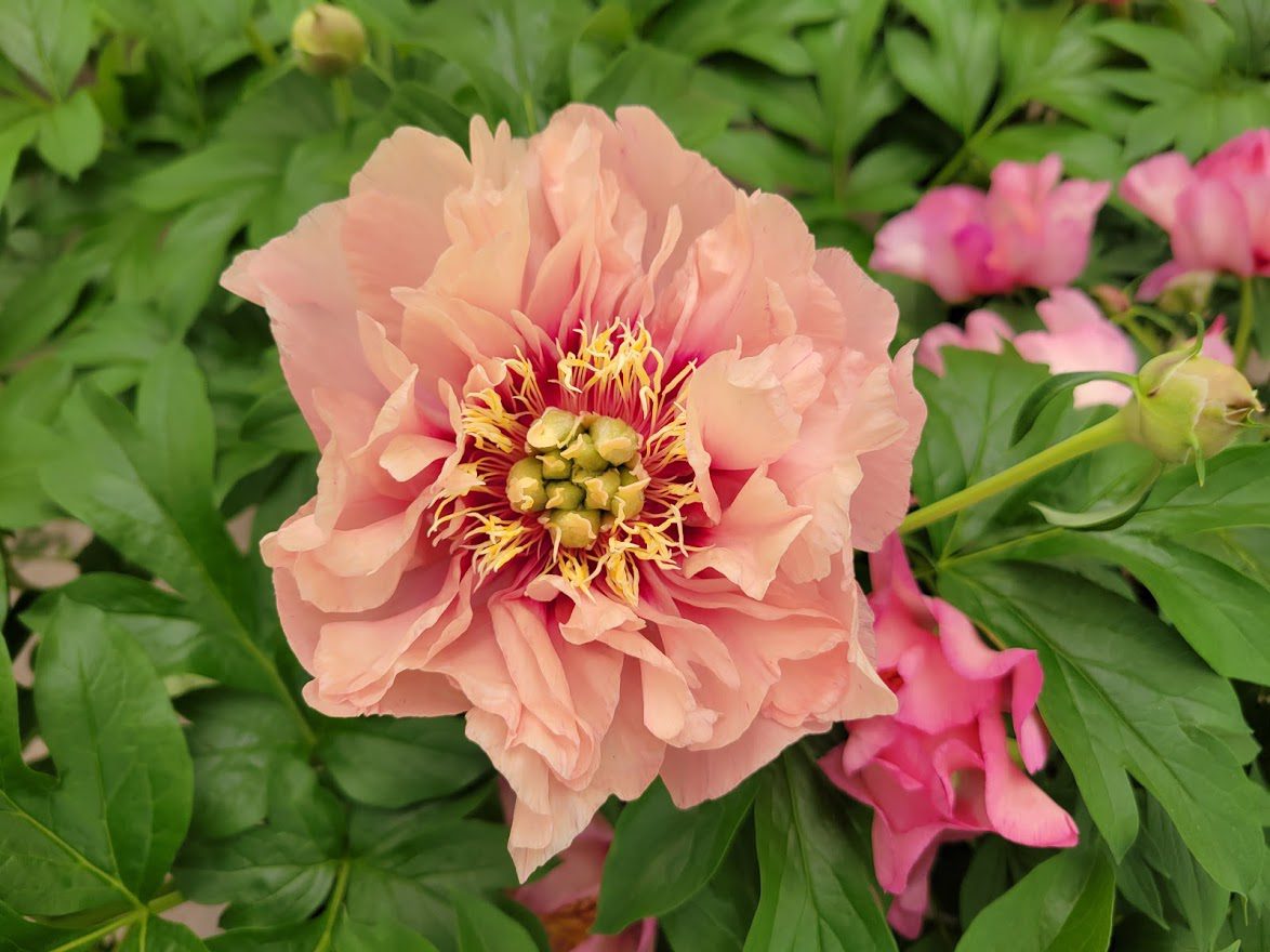 peach peony - Hyannis Country Garden