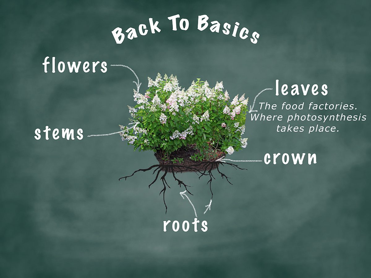 basics leaves - Hyannis Country Garden