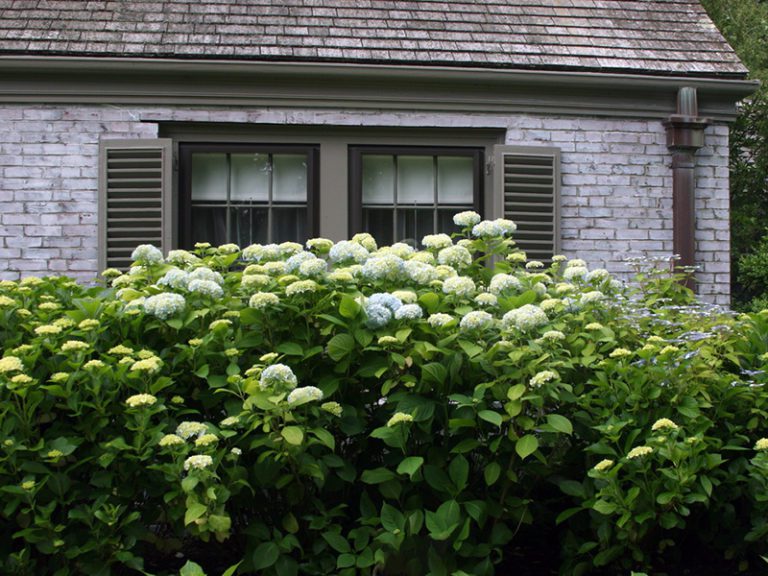 blue hydrangeas over windows - Hyannis Country Garden