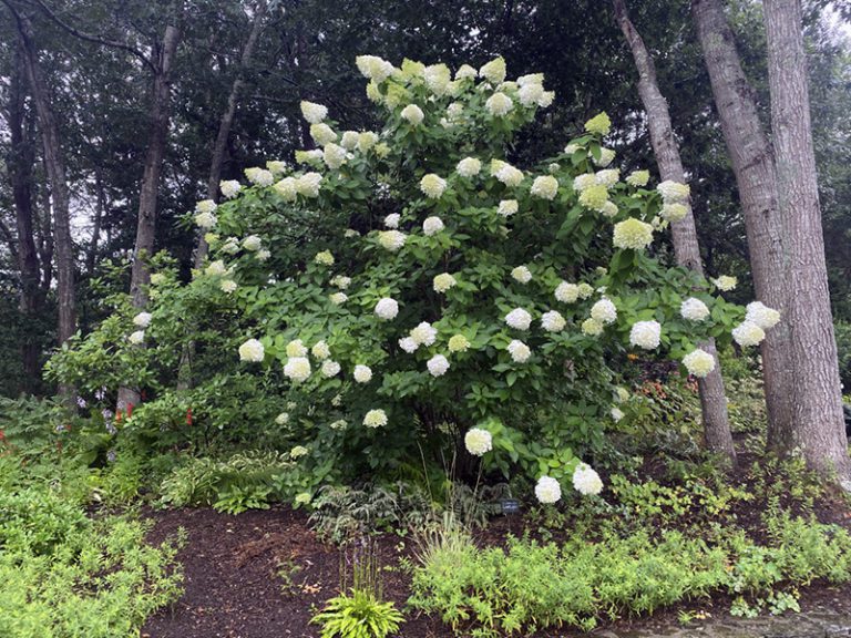What To Do With A Too Big Hydrangea - Hyannis Country Garden