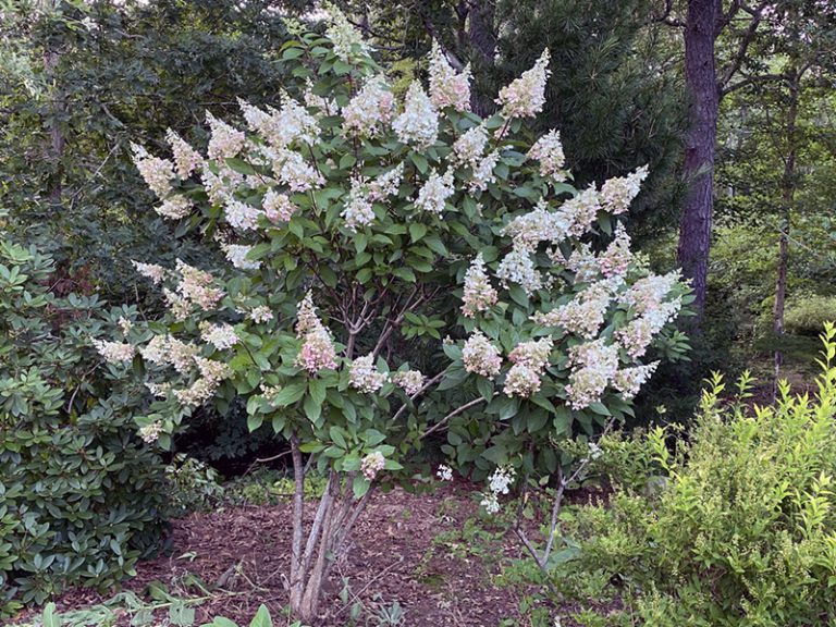 pinky winky tree form - Hyannis Country Garden