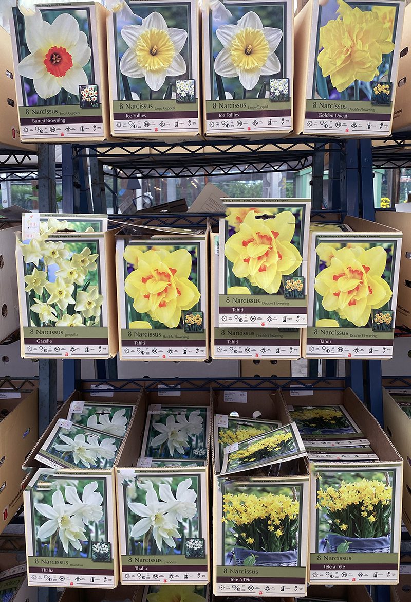 Tips For Bulb Planting Success - Hyannis Country Garden