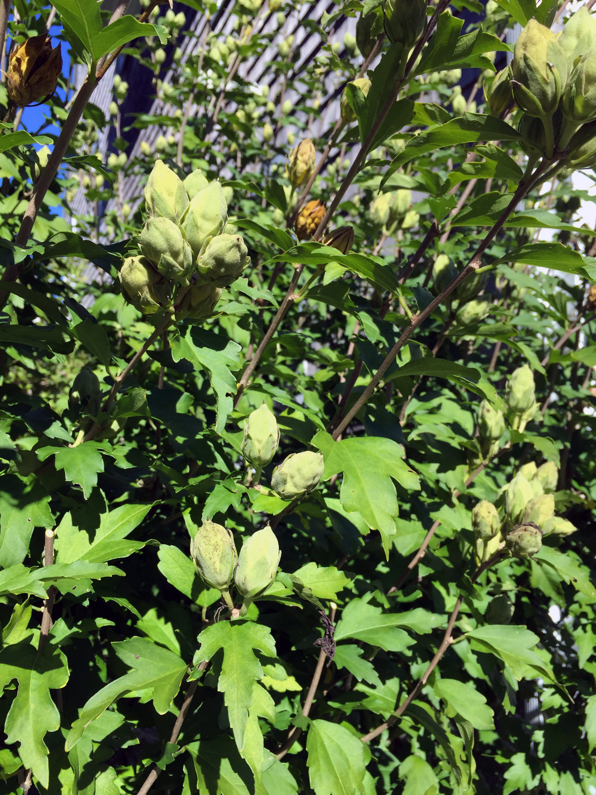 Pruning Rose of Sharon - Hyannis Country Garden