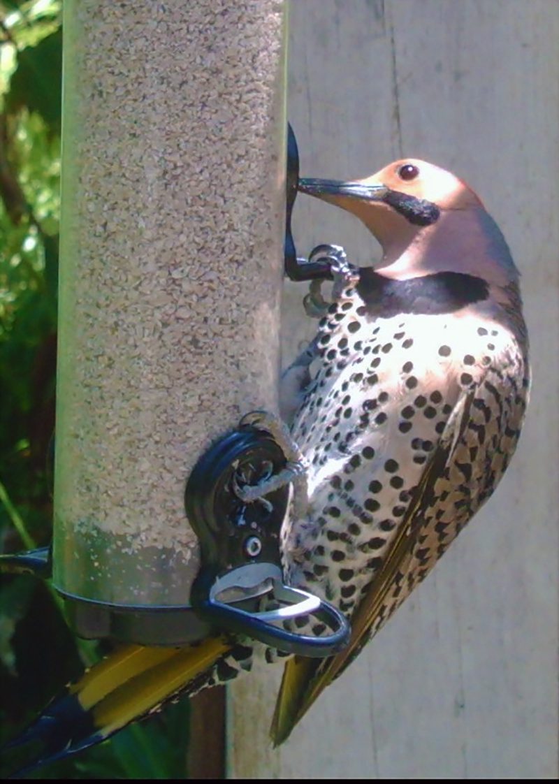fine sunflower flicker - Hyannis Country Garden