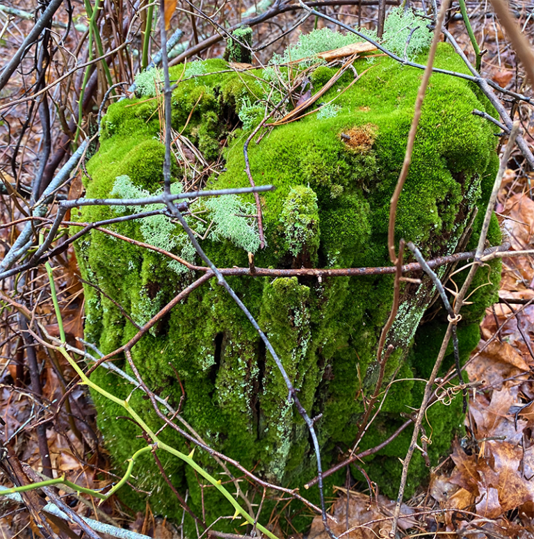 Moss Myths and Misunderstandings - Hyannis Country Garden
