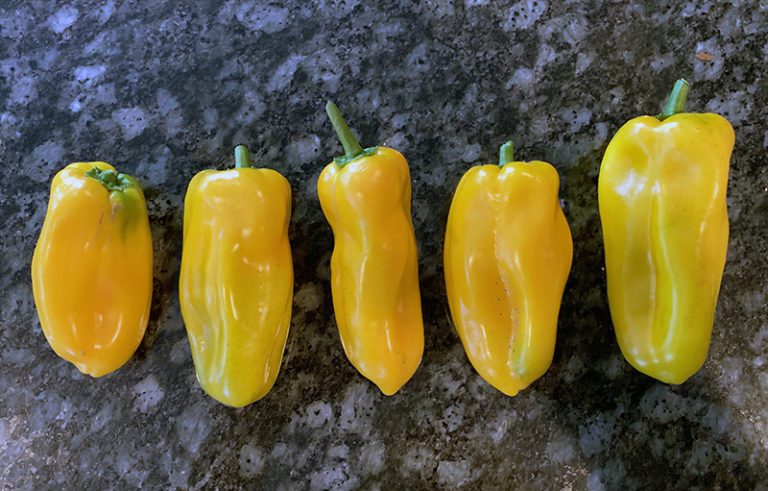 Growing Peppers on Cape Cod - Hyannis Country Garden