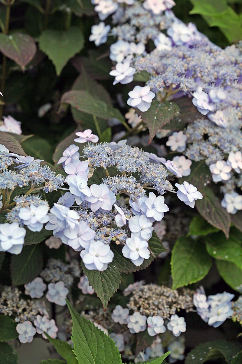 Beautiful Hydrangeas That Stay Small - Hyannis Country Garden