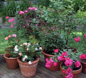 Container Gardening ~ 12 Tips for Success - Hyannis Country Garden