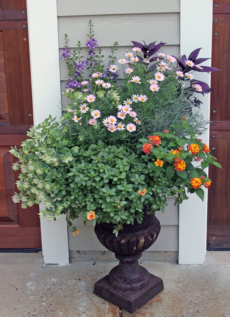 Container Gardening ~ 12 Tips for Success - Hyannis Country Garden
