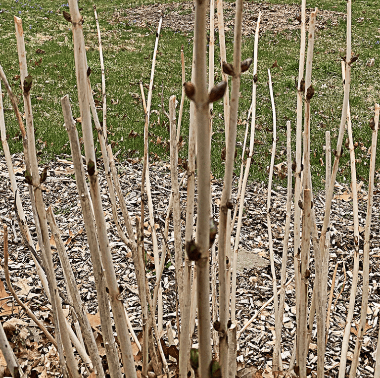 Hydrangea Report - Spring 2014 - Hyannis Country Garden