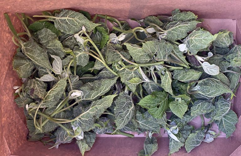 Spring Hydrangea Help - Hyannis Country Garden